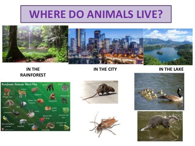 Where do animals live