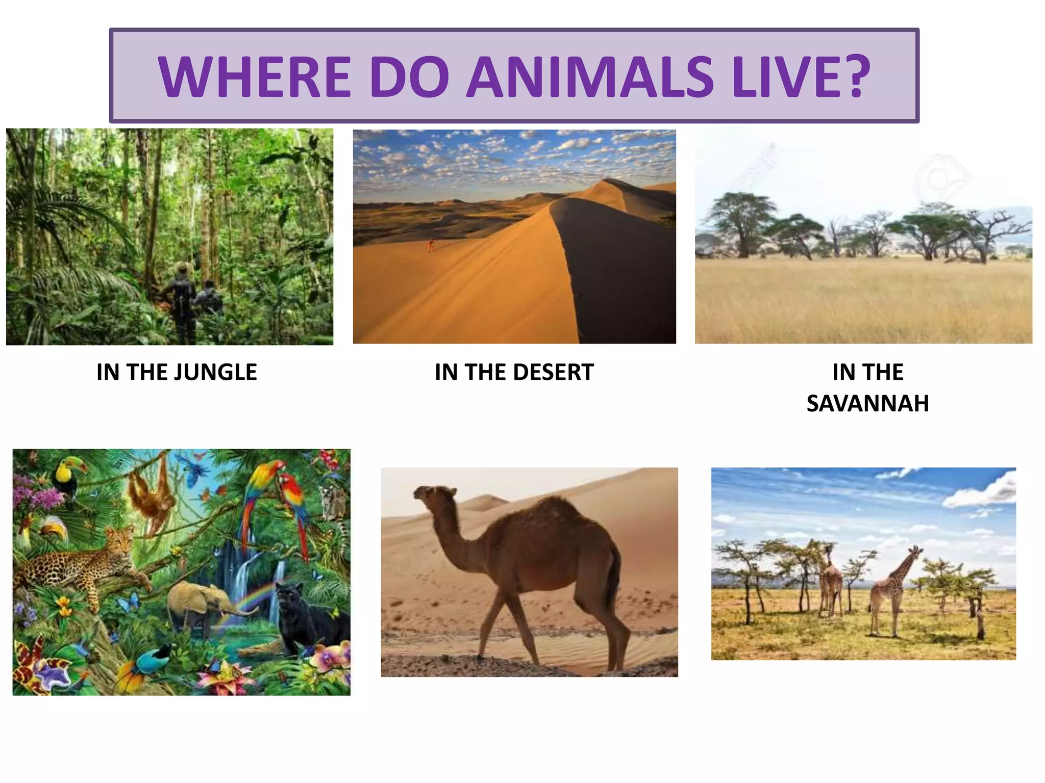 Where do animals live | PPTX