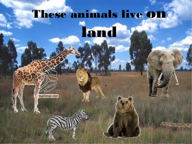 Where do animals live? (ScienceandEnglish.com)