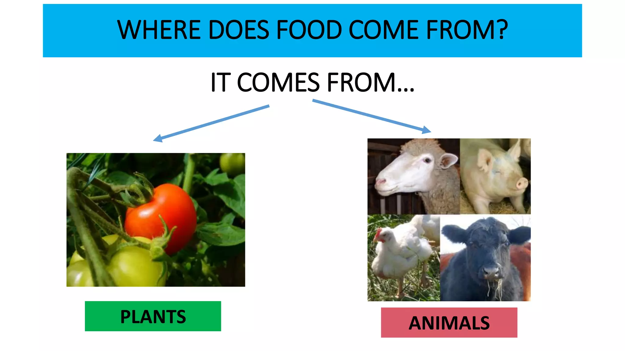 Where does food come from | PPT