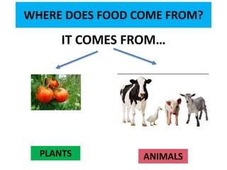 Where does food_come_from | PPT