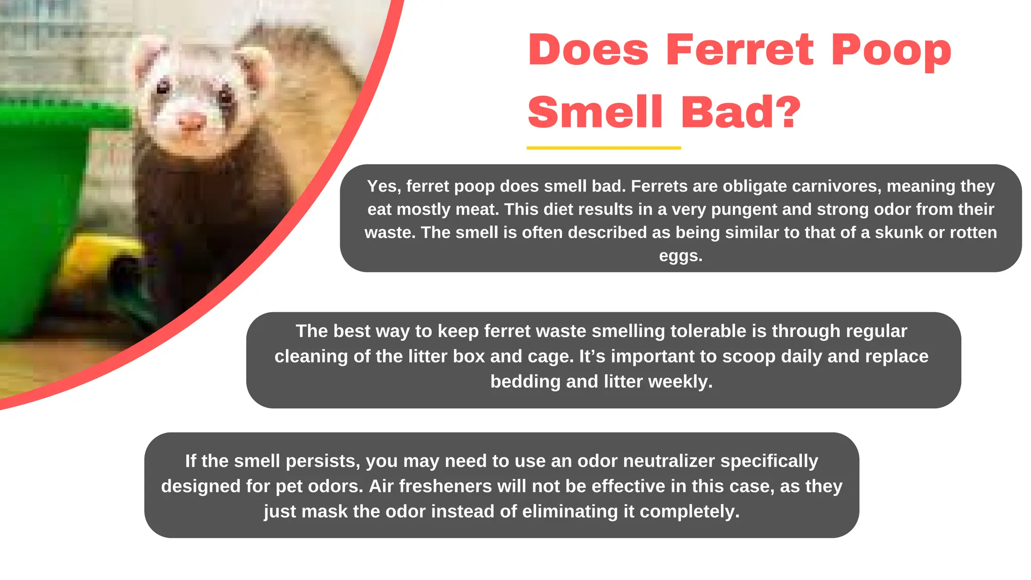 Where Do Ferrets Poop.pdf