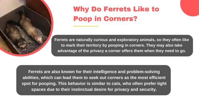 Where Do Ferrets Poop.pdf