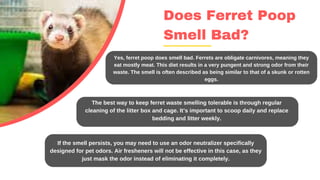 Where Do Ferrets Poop.pdf