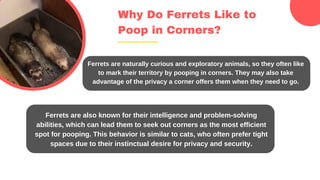 Where Do Ferrets Poop.pdf