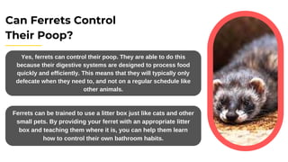 Where Do Ferrets Poop.pdf