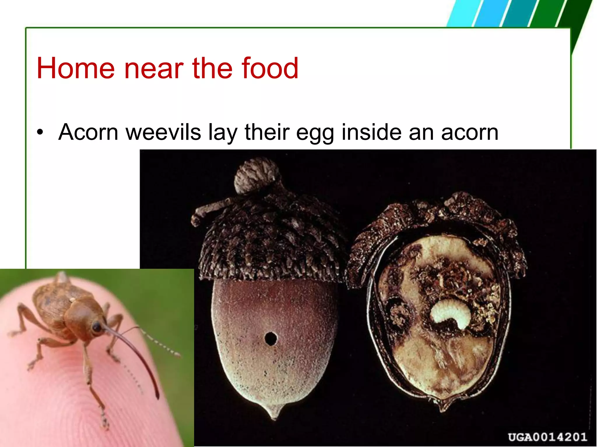 Where do insects live | PPTX