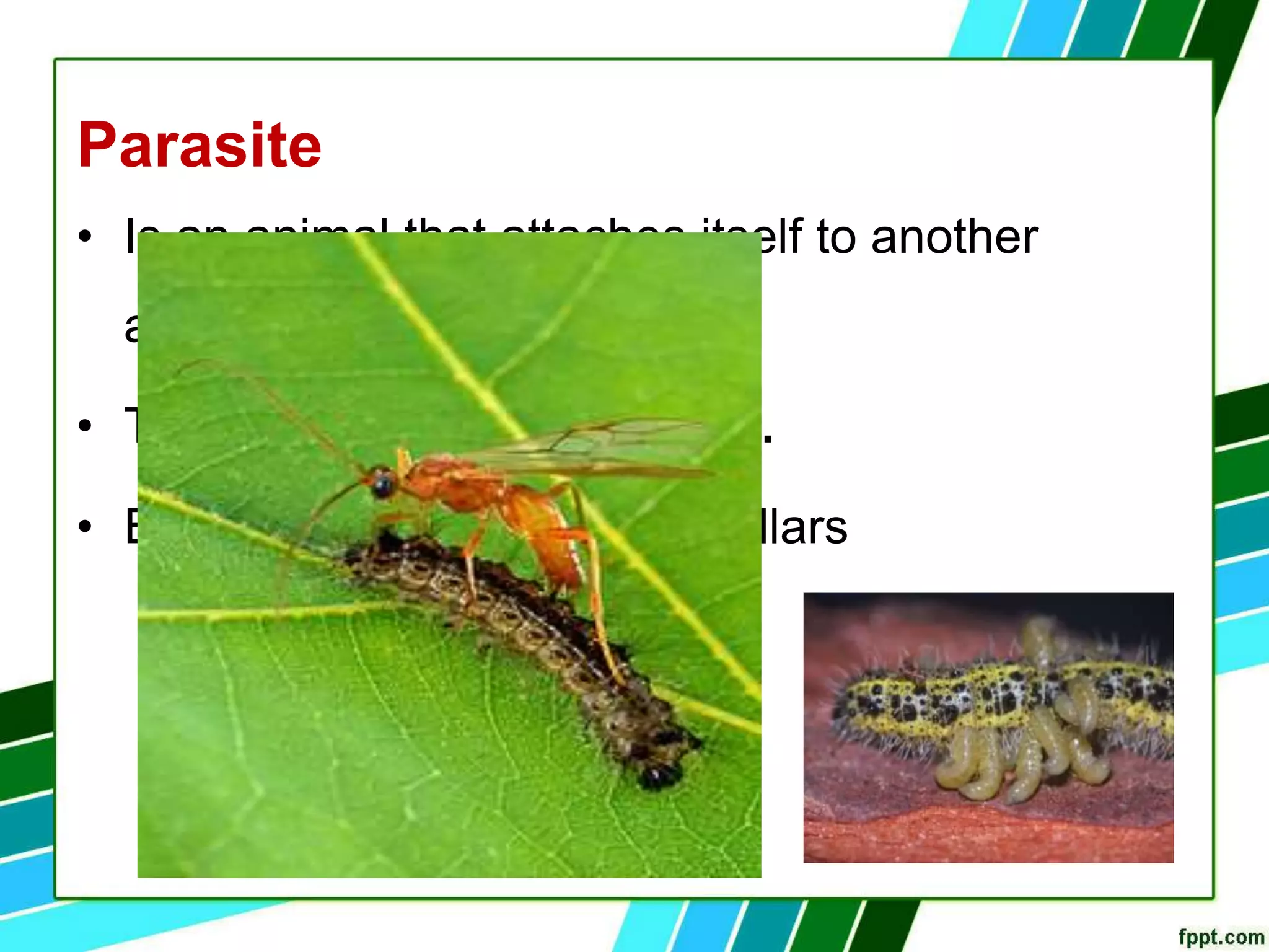Where do insects live | PPTX
