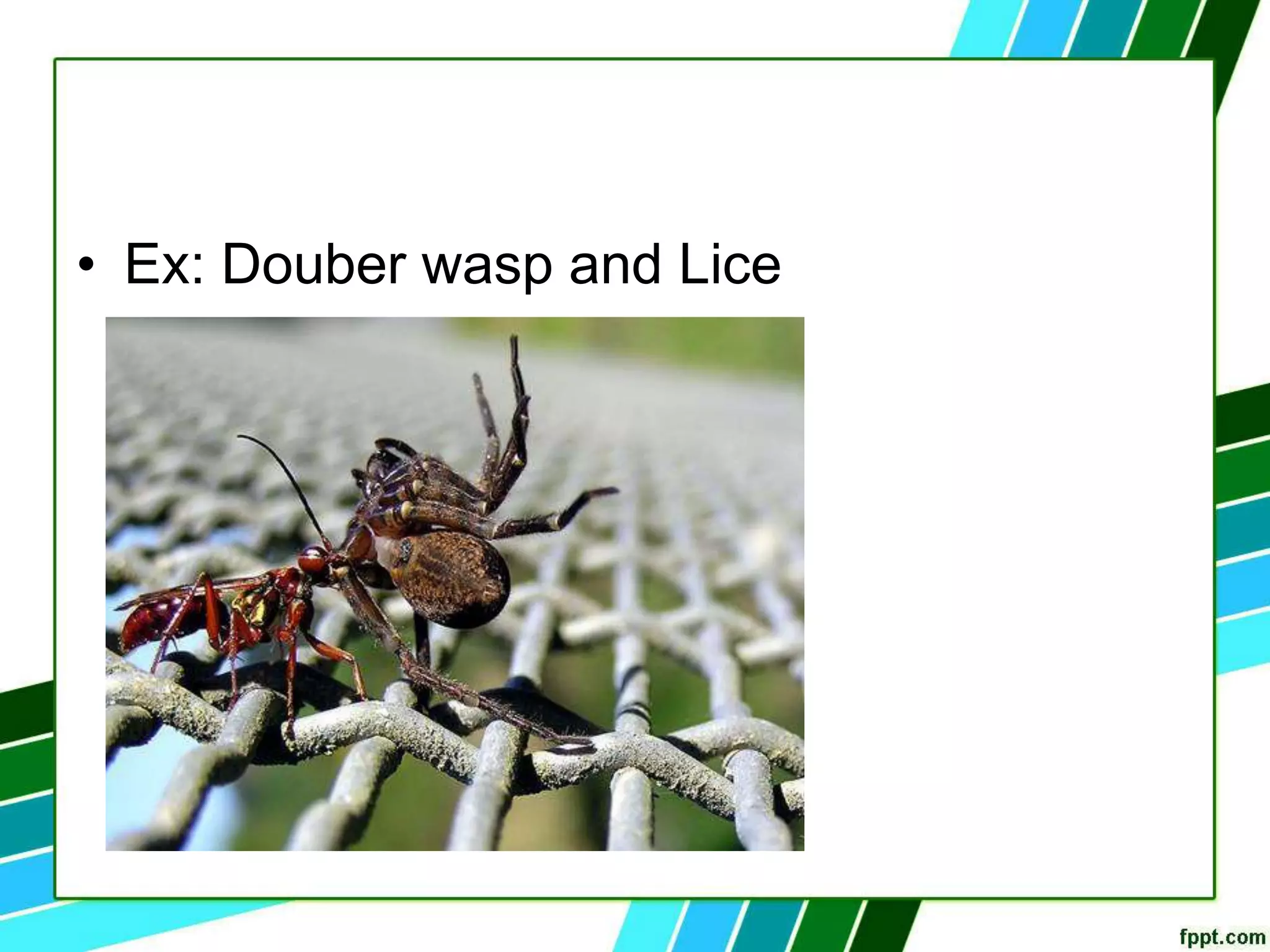 Where do insects live | PPTX