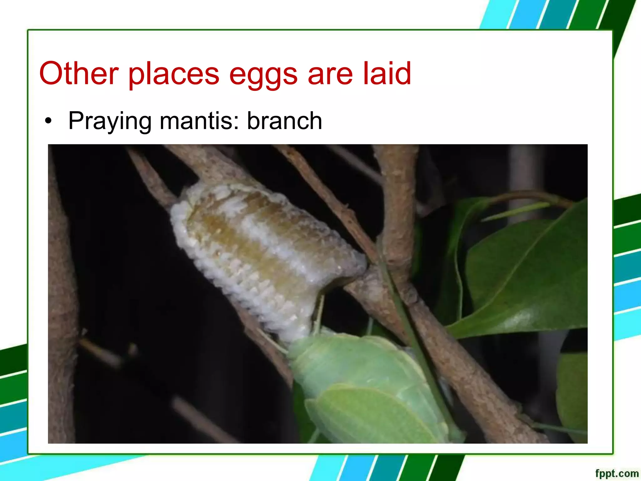 Where do insects live | PPTX