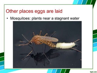 Where do insects live | PPTX