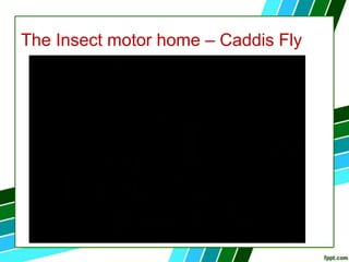 Where do insects live | PPTX