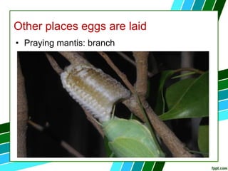 Where do insects live | PPTX