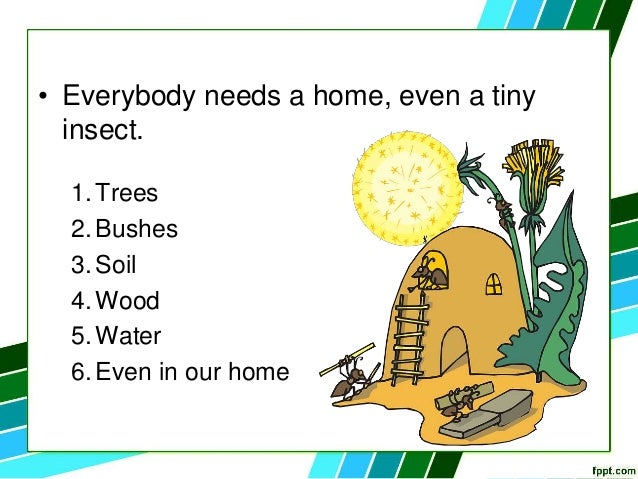 Where do insects live