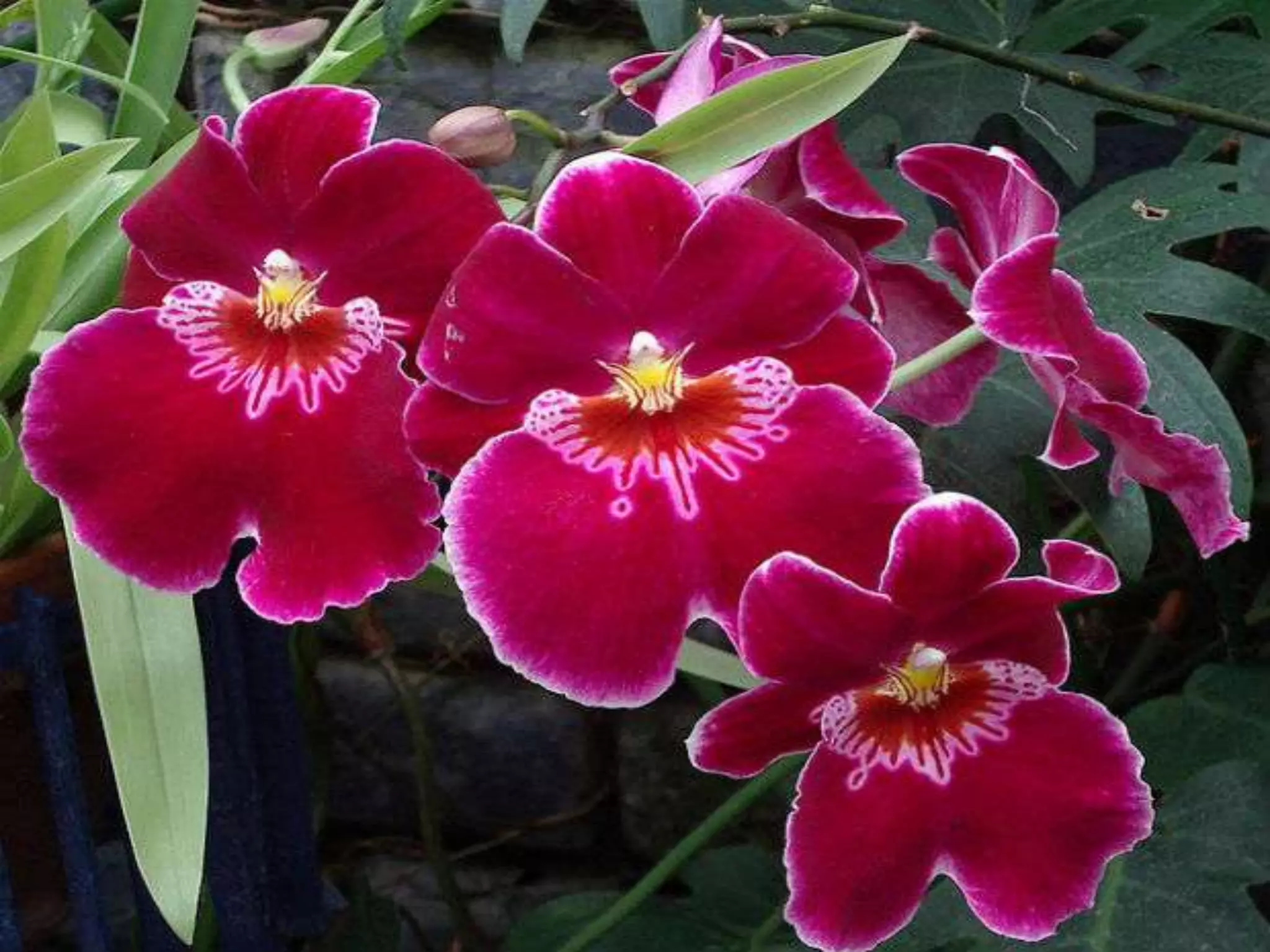 Where do plants and animals live (habitats) | PPTX | Gardening | Home ...