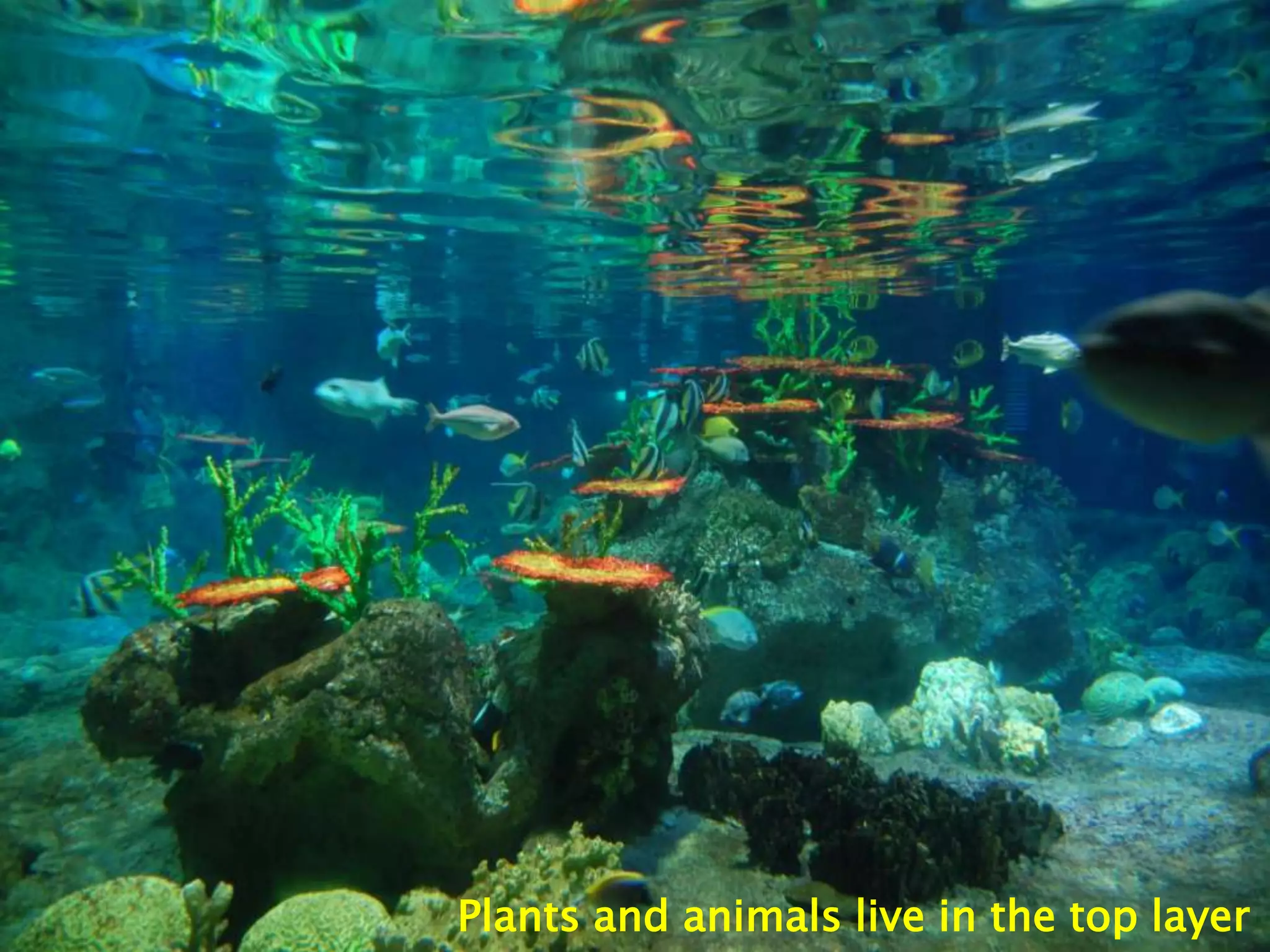 Where do plants and animals live (habitats) | PPTX