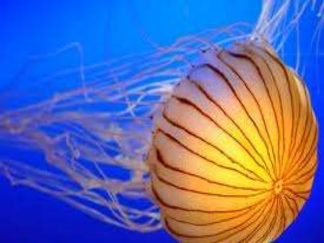 Where do plants and animals live (habitats) | PPTX | Gardening | Home ...