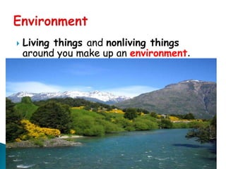 Where do plants and animals live (habitats) | PPTX