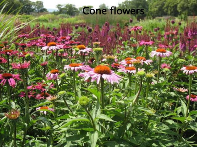 Where do plants and animals live (habitats)