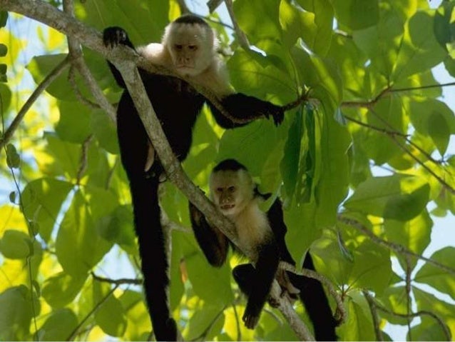 Where do plants and animals live (habitats)