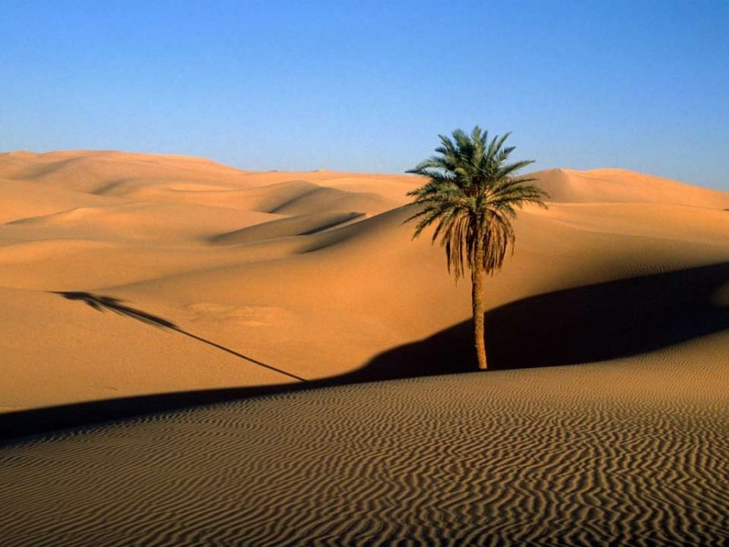 Where Do Plants And Animals Live habitats where-do-plants-and-animals-live-habitats