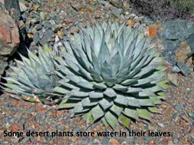 Where do plants and animals live (habitats)