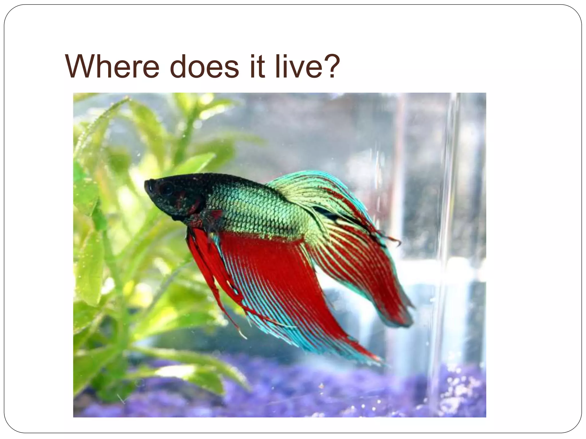 Where do we live 2 | PPTX