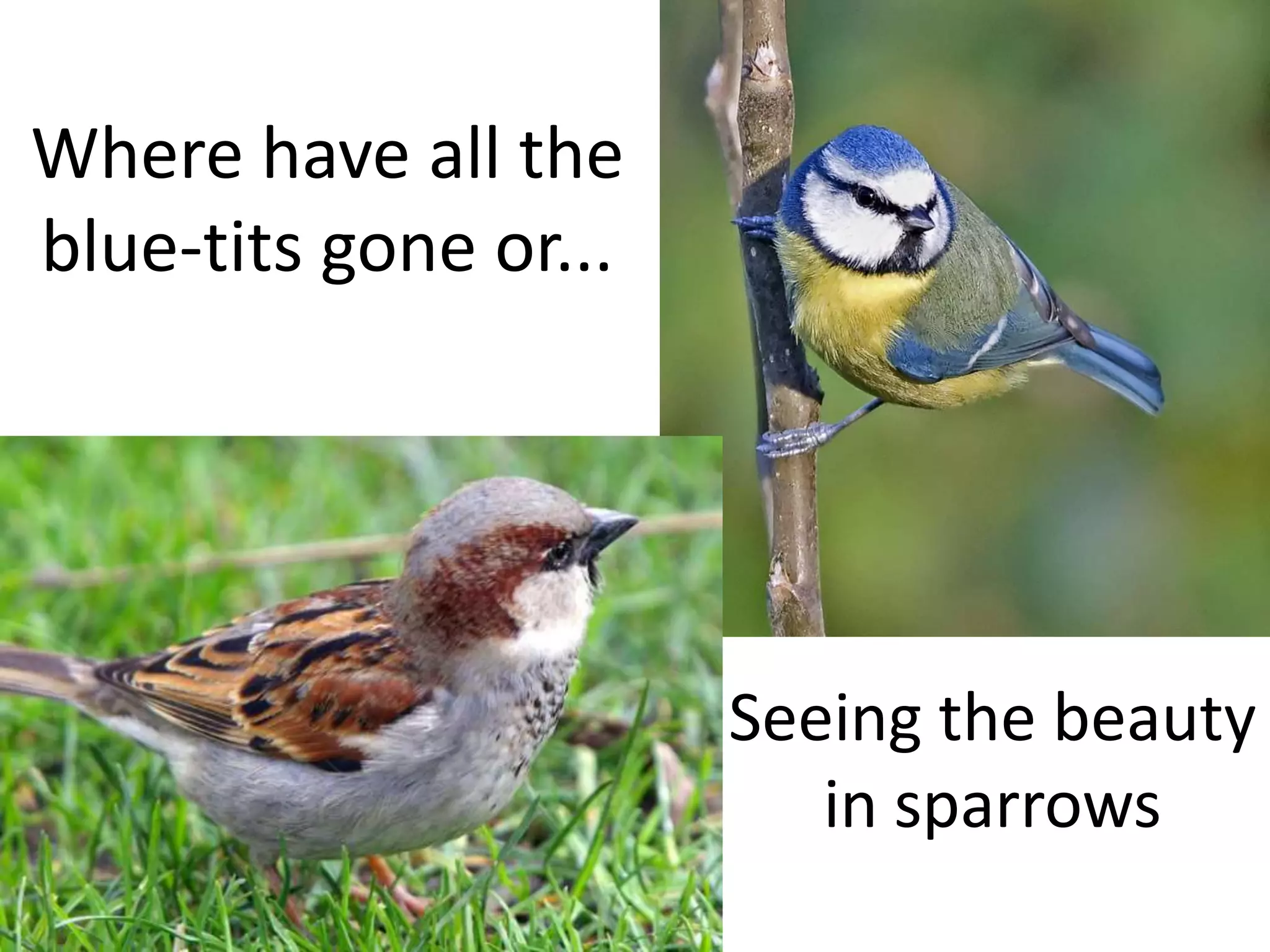 Where have all the blue tits gone or | PPTX