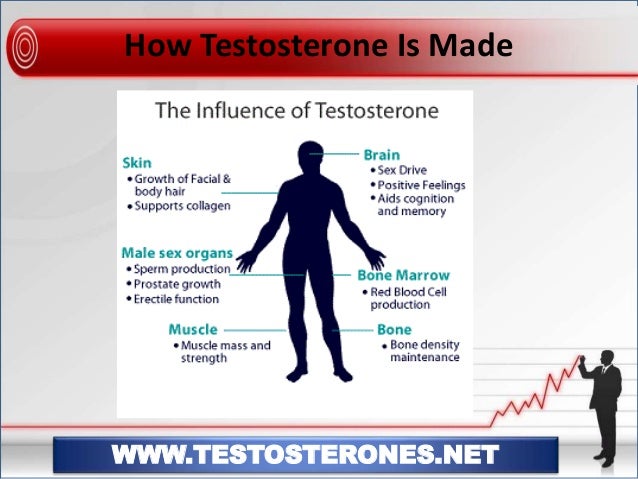 Where is testosterone produced in human body (1) Where is testosterone produced in human body (1)