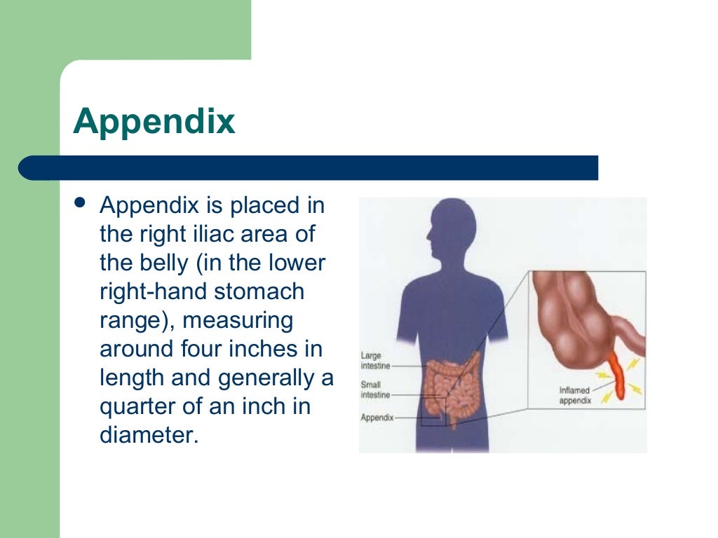 Location of appendix