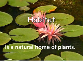 Where plants live | PPTX