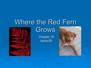 Wheretheredferngrows Taytay | PPT