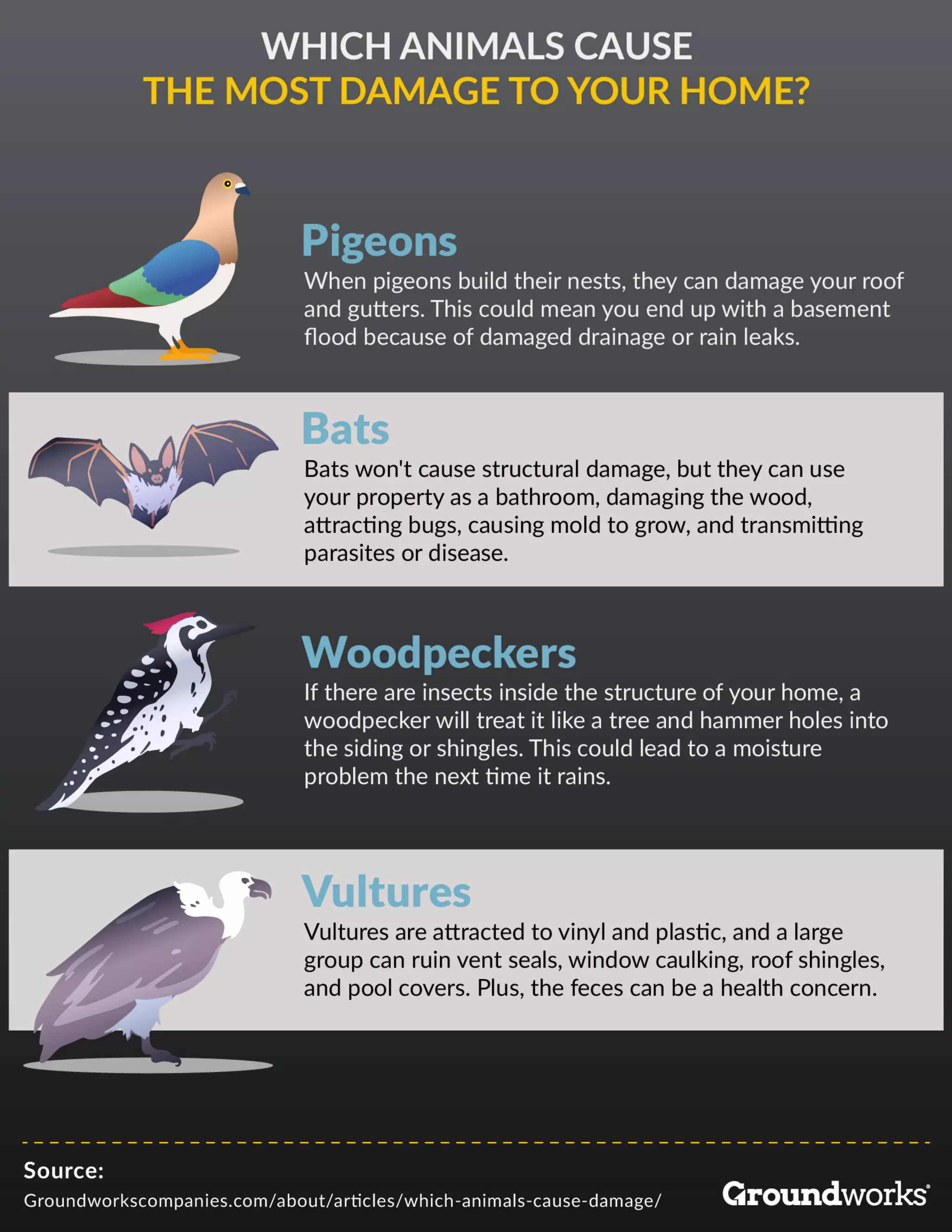 Which Animals Cause the Most Damage to Your Home? | PDF