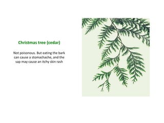 Which holiday plants are really poisonous? | PPT