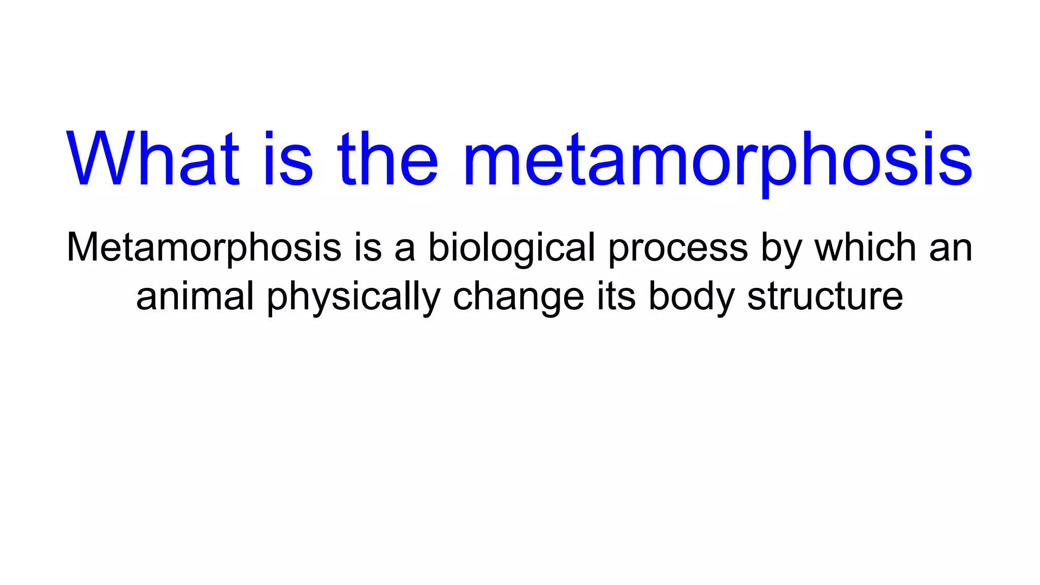 What is the metamorphosis (1) | PPT