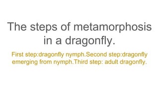 What is the metamorphosis (1) | PPT