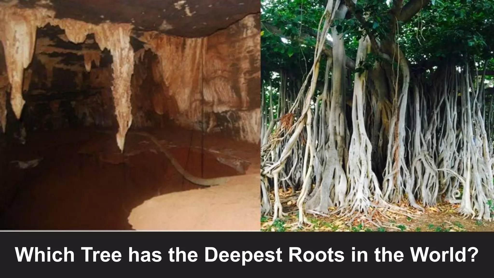 Which tree has the deepest roots in the world | PDF