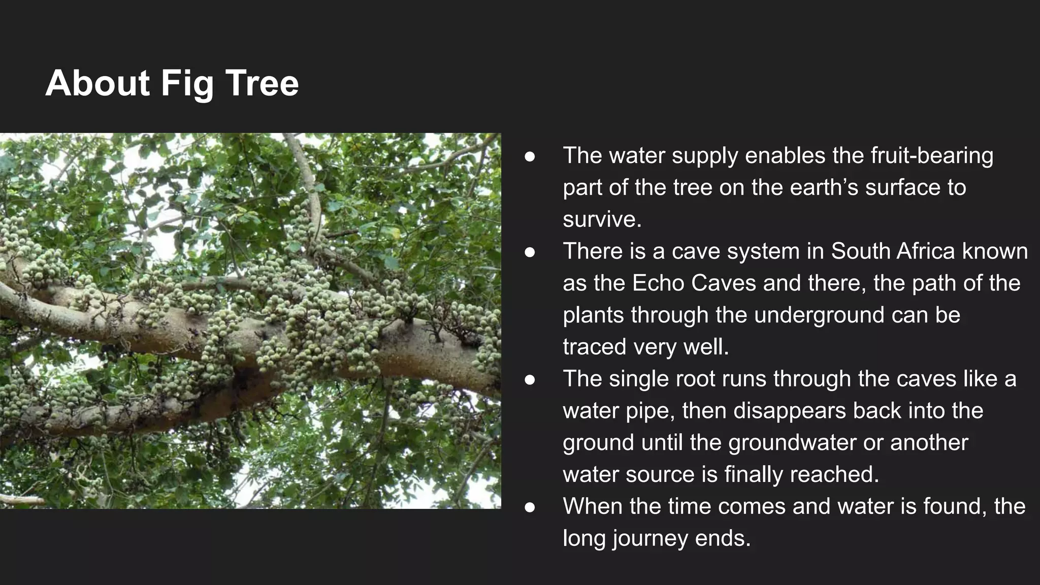 Which tree has the deepest roots in the world | PDF | Geology | Science