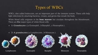 White Blood Cell count (WBC) | PDF