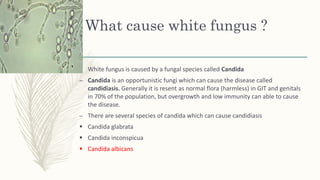 White fungus | PPTX
