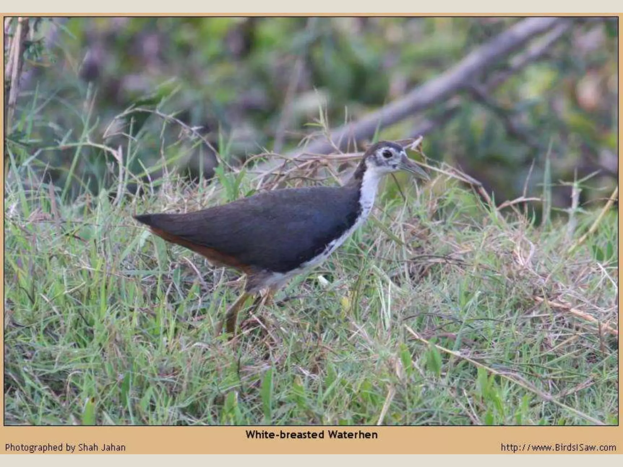 White Breasted Waterhen | PPTX