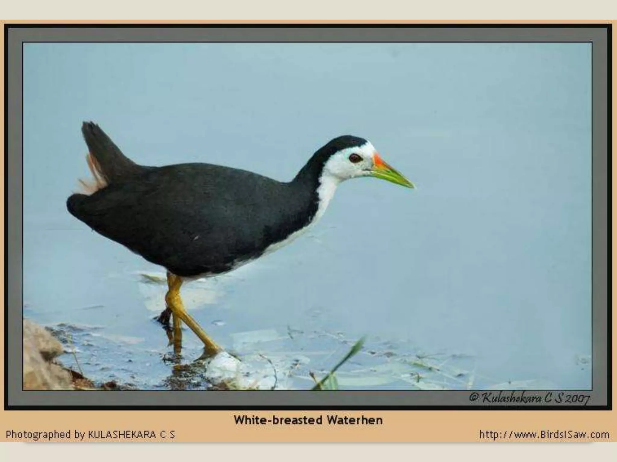 White Breasted Waterhen | PPTX