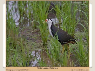 White Breasted Waterhen | PPTX