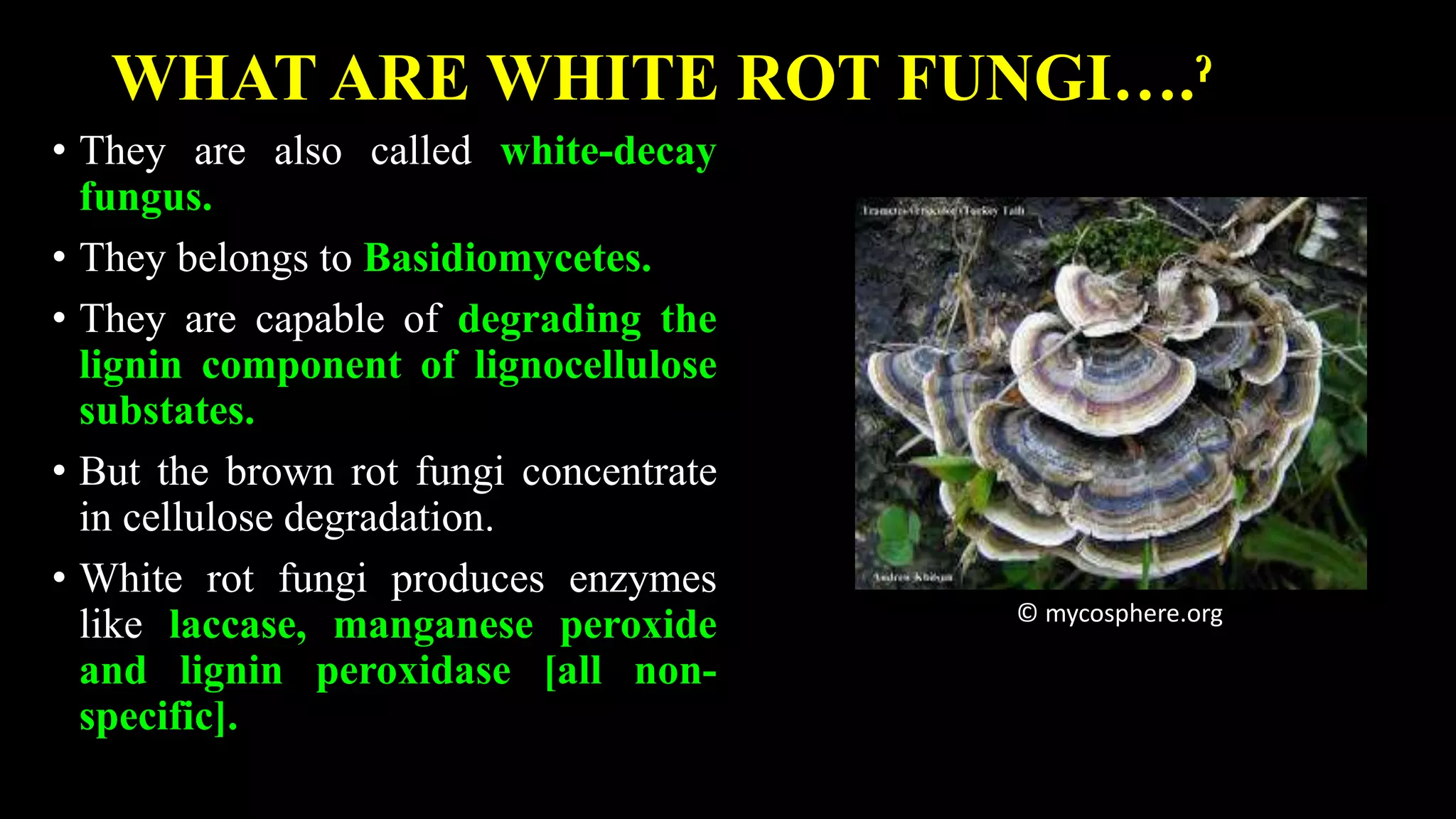 White rot fungal xylanases for application | PPTX