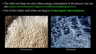 White rot fungal xylanases for application | PPTX