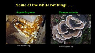 White rot fungal xylanases for application | PPTX