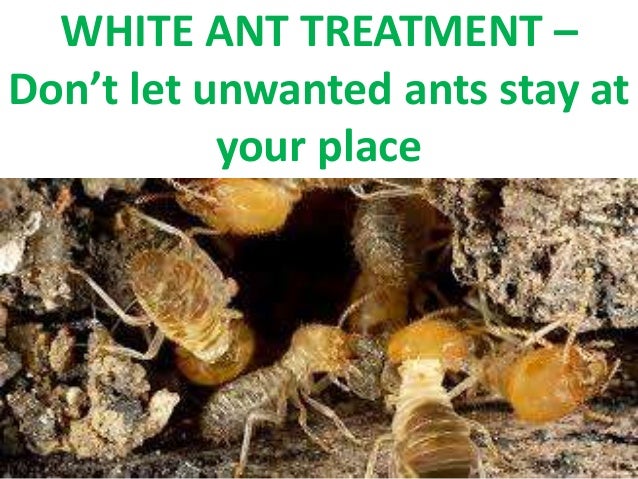White ant treatment – don’t let unwanted ants stay at your place White ant treatment – don’t let unwanted ants stay at your place