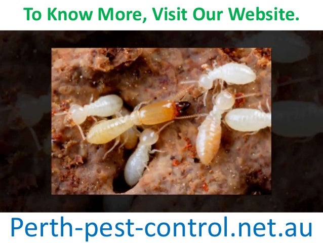 White ant treatment – don’t let unwanted ants stay at your place White ant treatment – don’t let unwanted ants stay at your place
