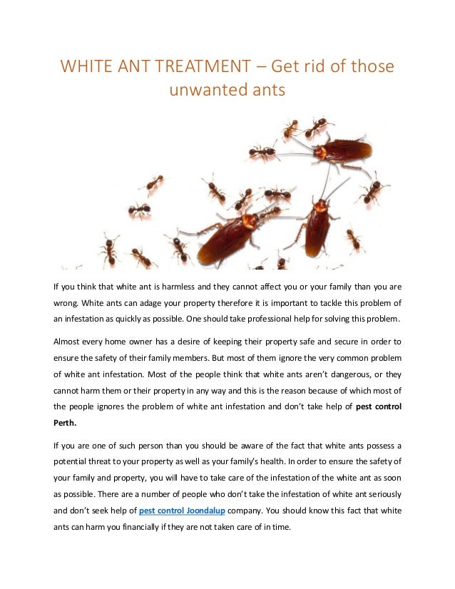 White ant treatment_–_get_rid_of_those_unwanted_ants White ant treatment_–_get_rid_of_those_unwanted_ants