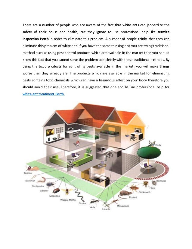 White ant treatment_–_get_rid_of_those_unwanted_ants White ant treatment_–_get_rid_of_those_unwanted_ants